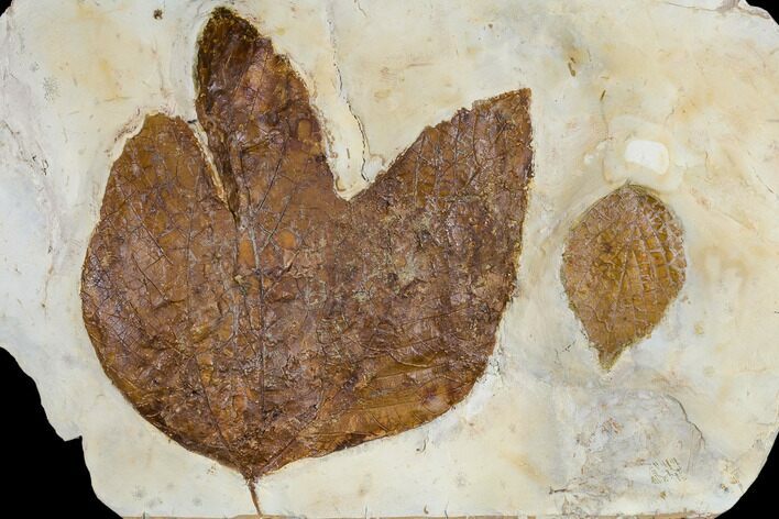 Fossil Sycamore And Hackberry Leaves - Montana (#113180) For Sale ...