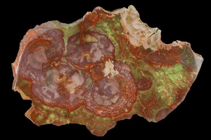 5" Gorgeous, Polished Spiderweb Jasper Slab - Oregon (#114466) For Sale ...