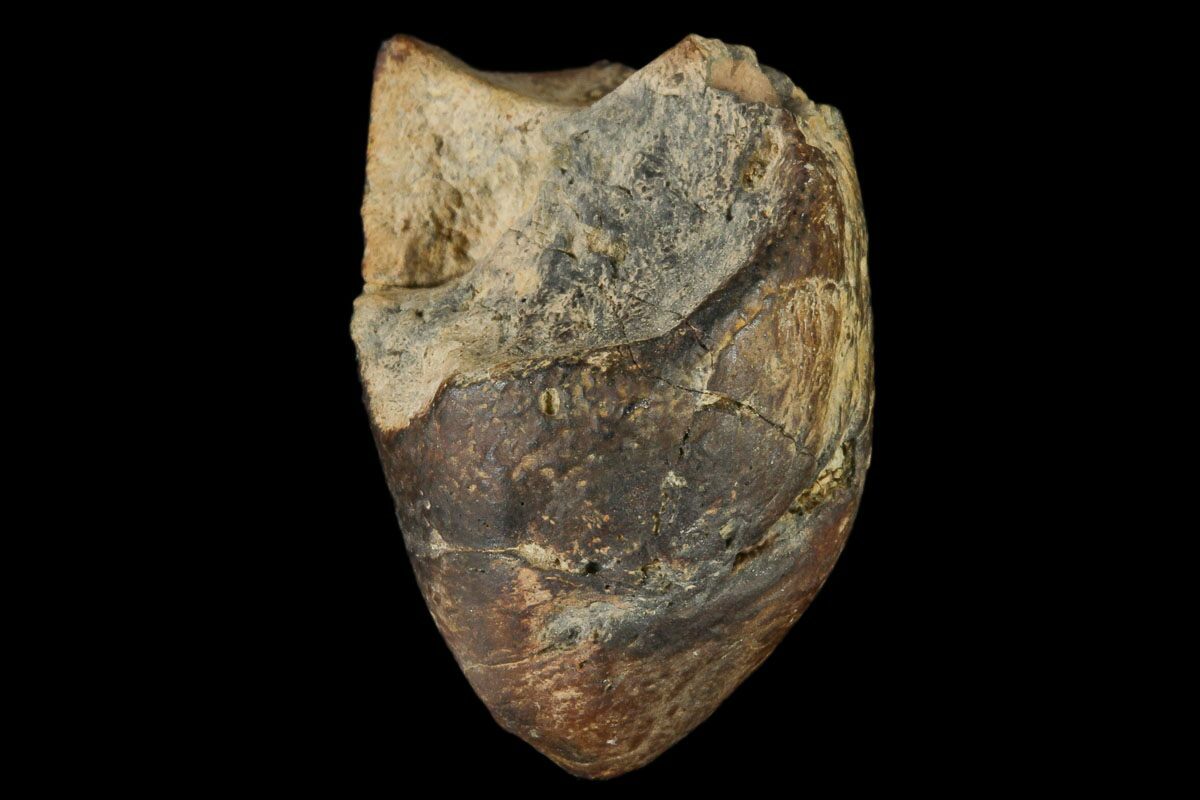 94 Fossil Crocodile Coprolite Aguja Formation Texas 116705 For 94 Fossil Crocodile Coprolite Aguja Formation Texas 116705 For