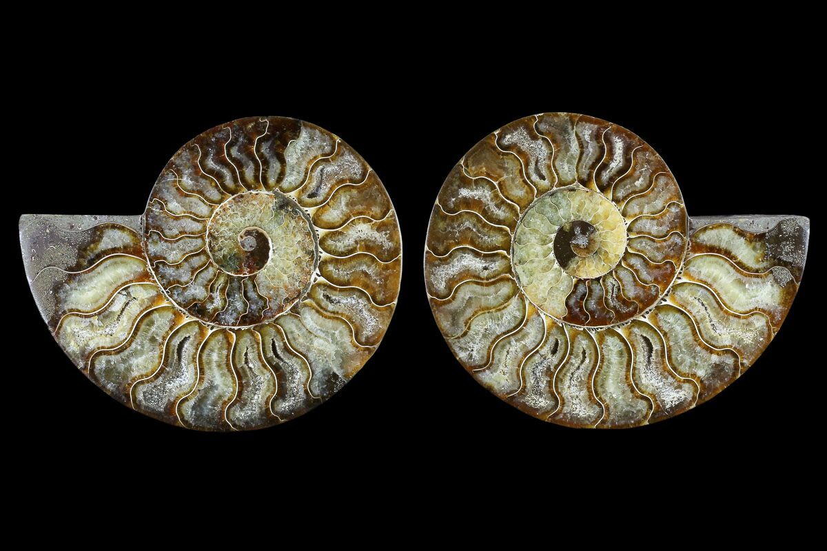 5.25" Sliced Ammonite Fossil - Agatized (#115309) For Sale - FossilEra.com