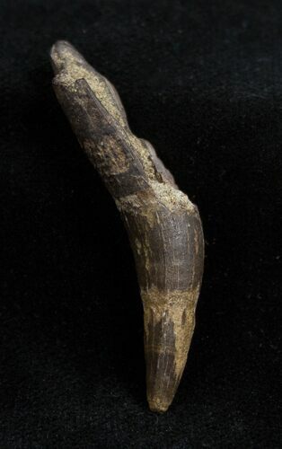 Unusually Long Leidyosuchus Tooth (#1363) For Sale - FossilEra.com