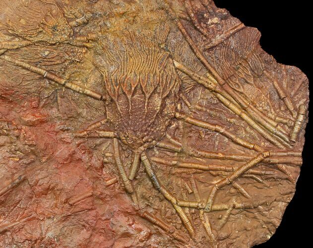 14" Silurian Fossil Crinoid (Scyphocrinites) Plate - Morocco (#118564 ...