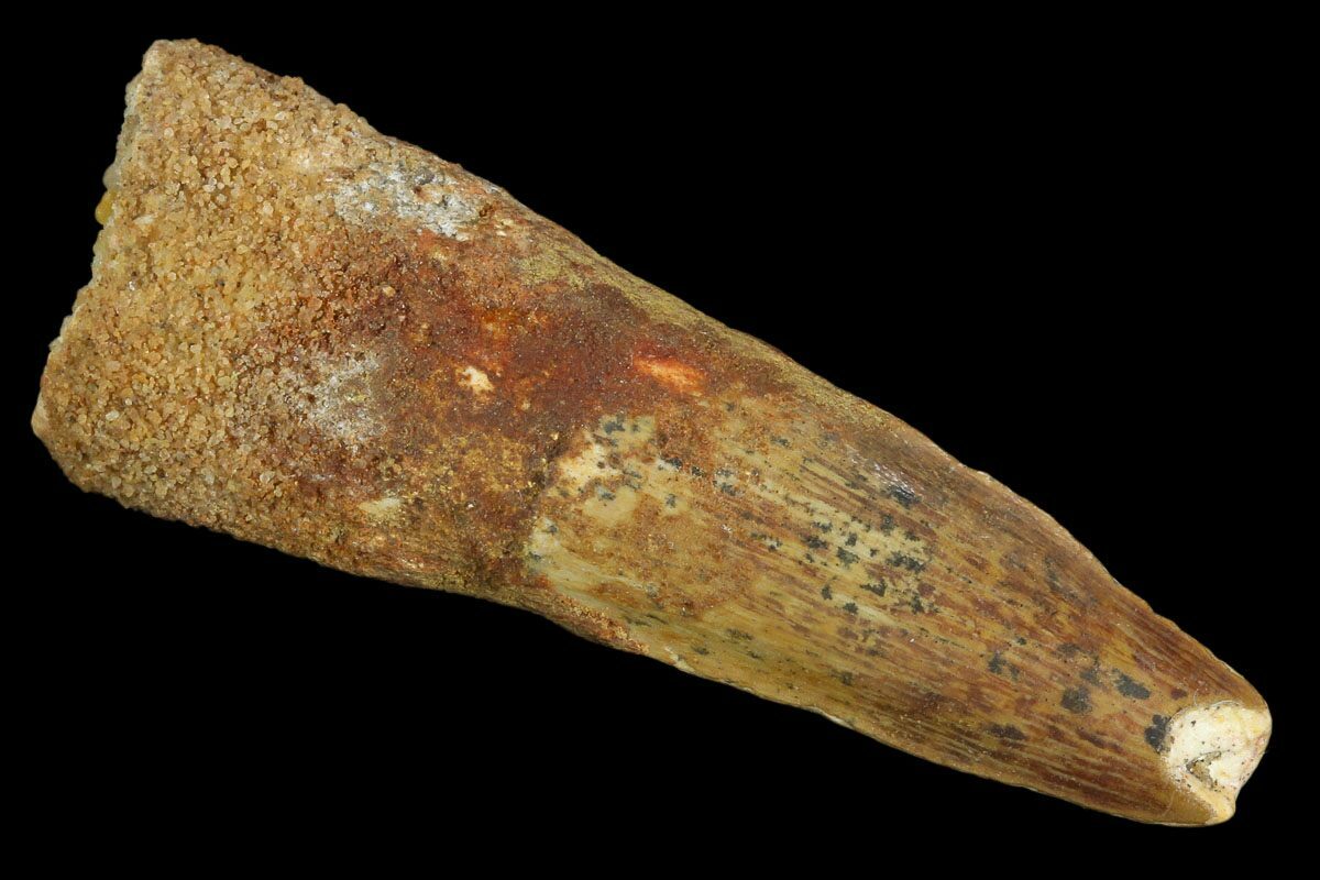 1.8" Spinosaurus Tooth - Real Dinosaur Tooth (#117741) For Sale ...