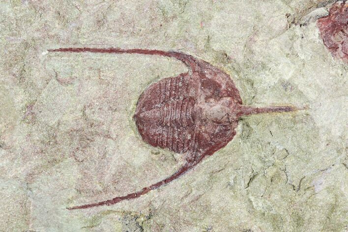 Two Lonchodomas (Ampyx) Trilobites - Morocco (#120743) For Sale ...