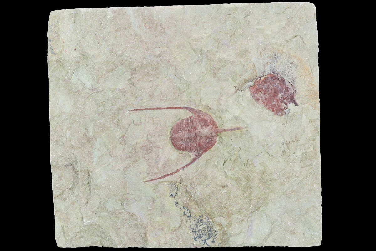 Two Lonchodomas (Ampyx) Trilobites - Morocco (#120743) For Sale ...