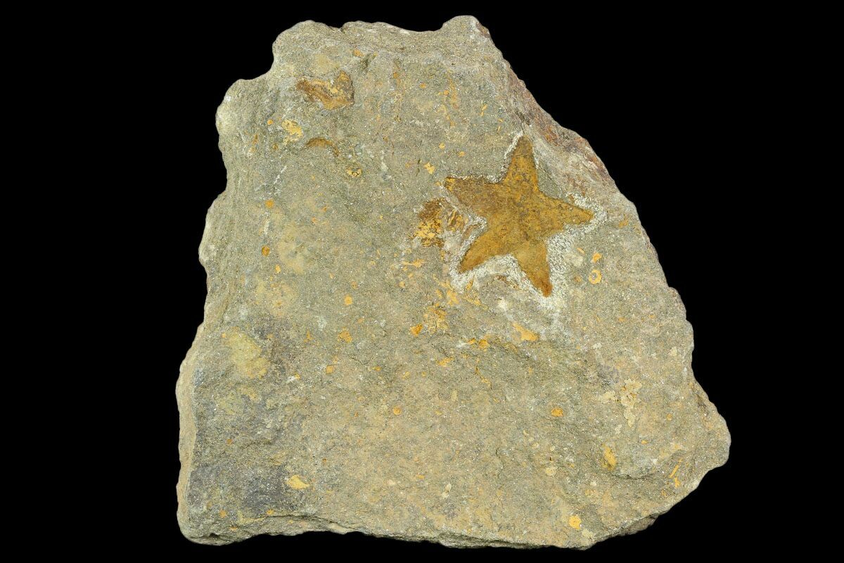 1" Ordovician Starfish (Petraster?) Fossil - Morocco (#118605) For Sale ...