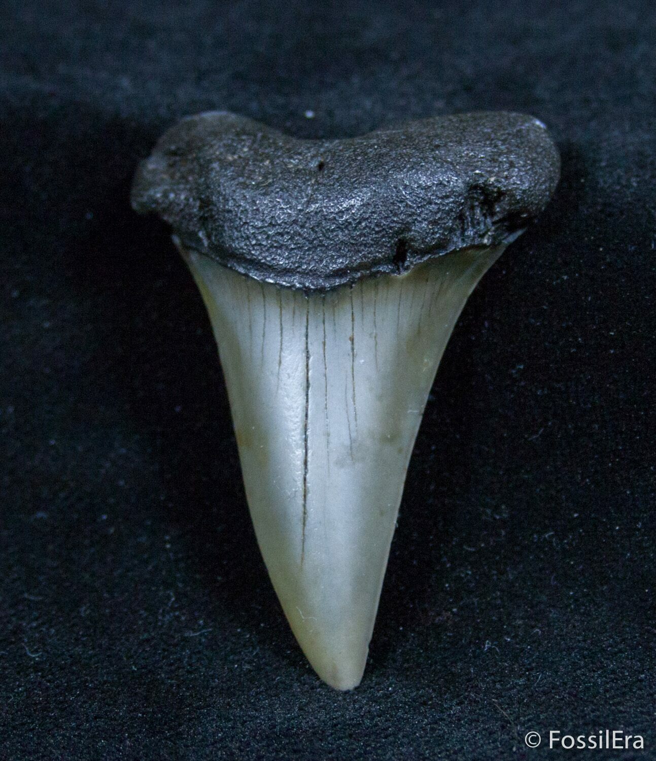Fossil Isurus Shark Tooth (Mako) From Belgium (#1405) For Sale ...