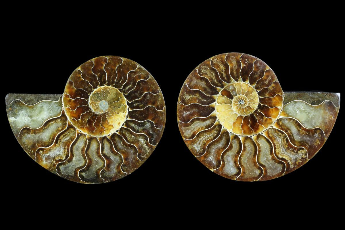 3.4" Sliced Ammonite Fossil - Agatized (#123205) For Sale - FossilEra.com