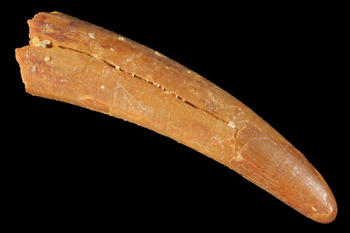 Large, 1.85" Pterosaur (Siroccopteryx) Tooth - Morocco (#124732) For ...