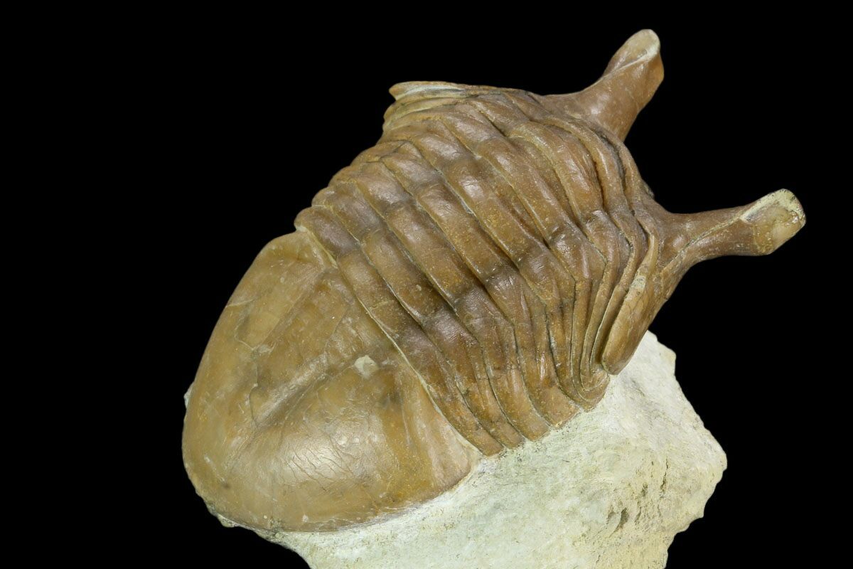 2" Stalk-Eye, Asaphus Intermedius Trilobite - Russia (#125504) For Sale ...