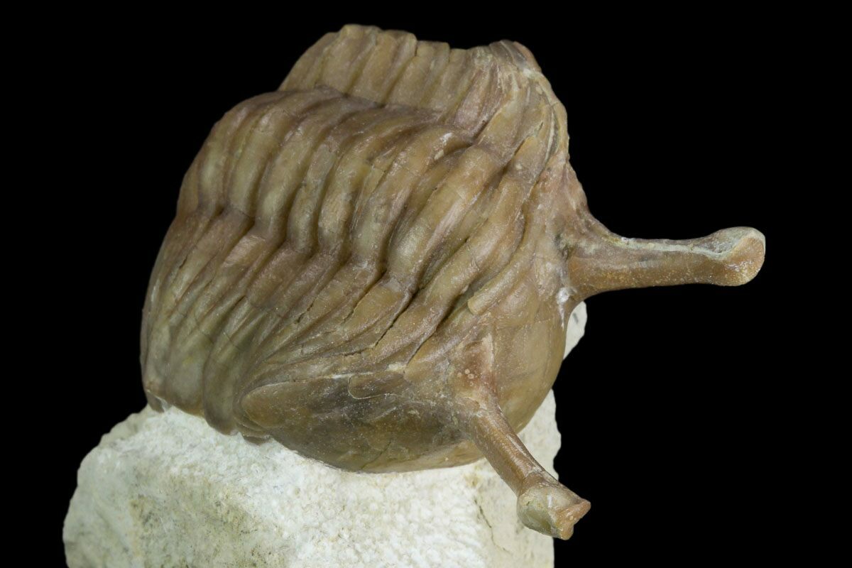2" Stalk-Eyed Asaphus Kowalewskii Trilobite - Russia (#125636) For Sale ...