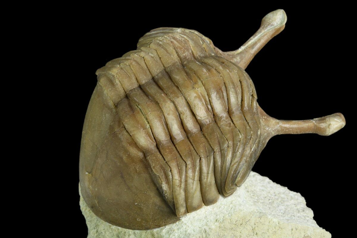 2" Stalk-Eyed Asaphus Kowalewskii Trilobite - Russia (#125636) For Sale ...
