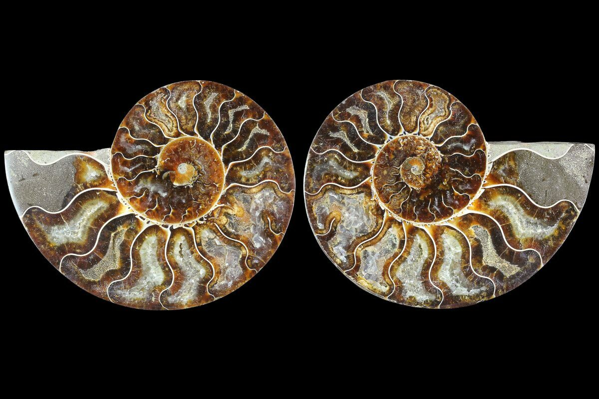 3.95" Sliced Ammonite Fossil - Agatized (#125026) For Sale - FossilEra.com