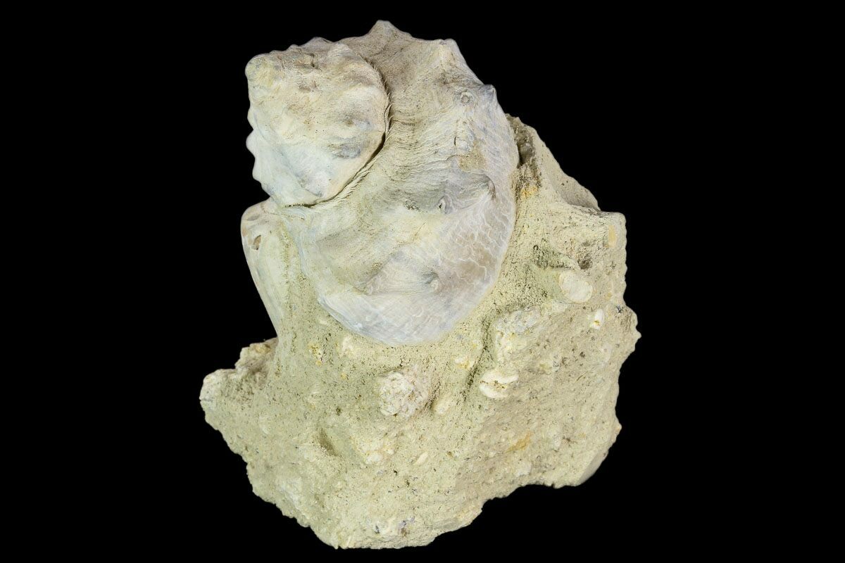 3.4" Tall, Miocene Fossil Gastropod Cluster - France For Sale (#113681 ...