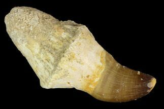 3.3" Rooted Mosasaur Tooth In Matrix - Top Quality Prep For Sale ...