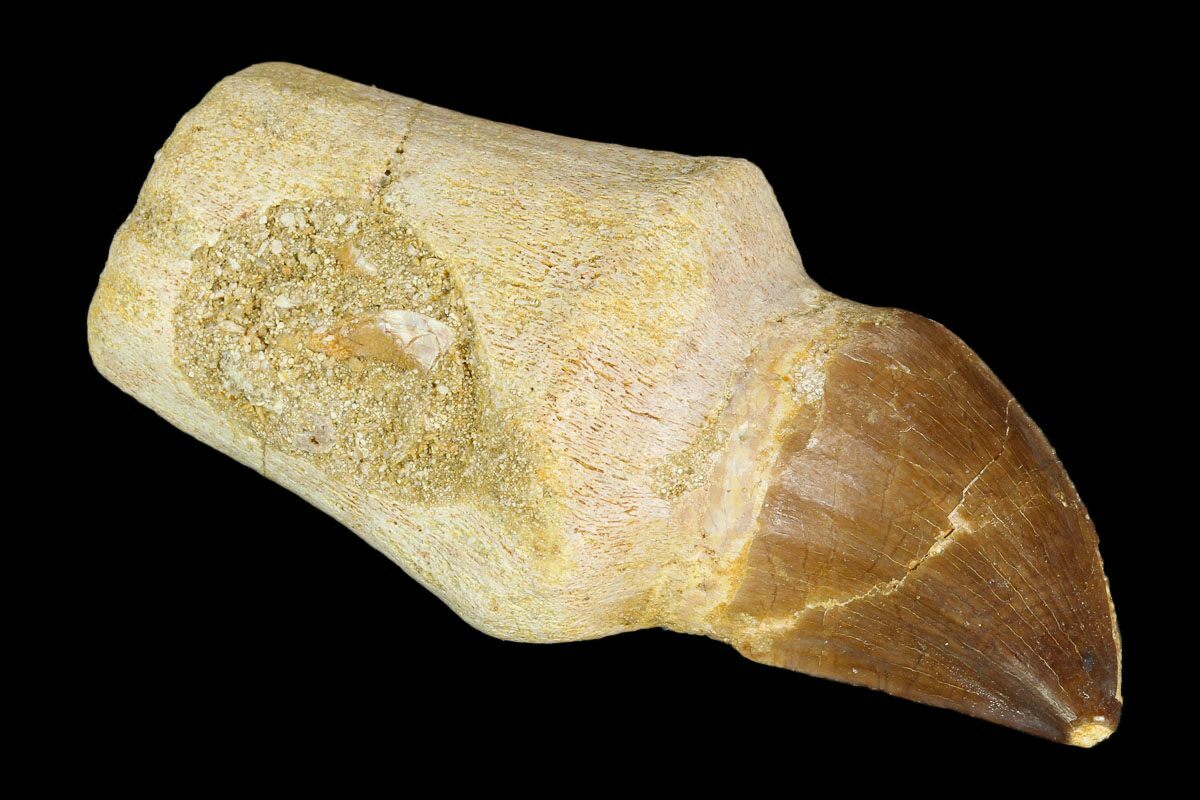 2.5" Fossil Rooted Mosasaur (Prognathodon) Tooth - Morocco (#116890 ...