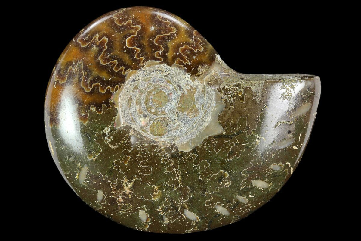 2.3" Polished, Agatized Ammonite (Cleoniceras) - Madagascar (#119131 ...