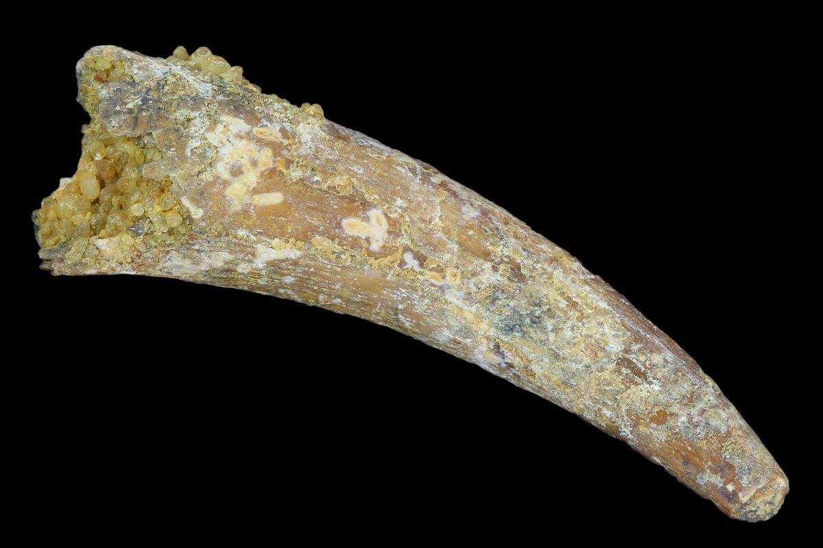 Large, 1.77" Pterosaur (Siroccopteryx) Tooth - Morocco For Sale ...