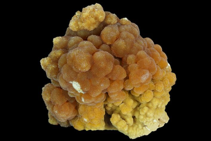 2.6" Red-Orange, Botryoidal Aragonite Formation - Peru (#128036) For ...