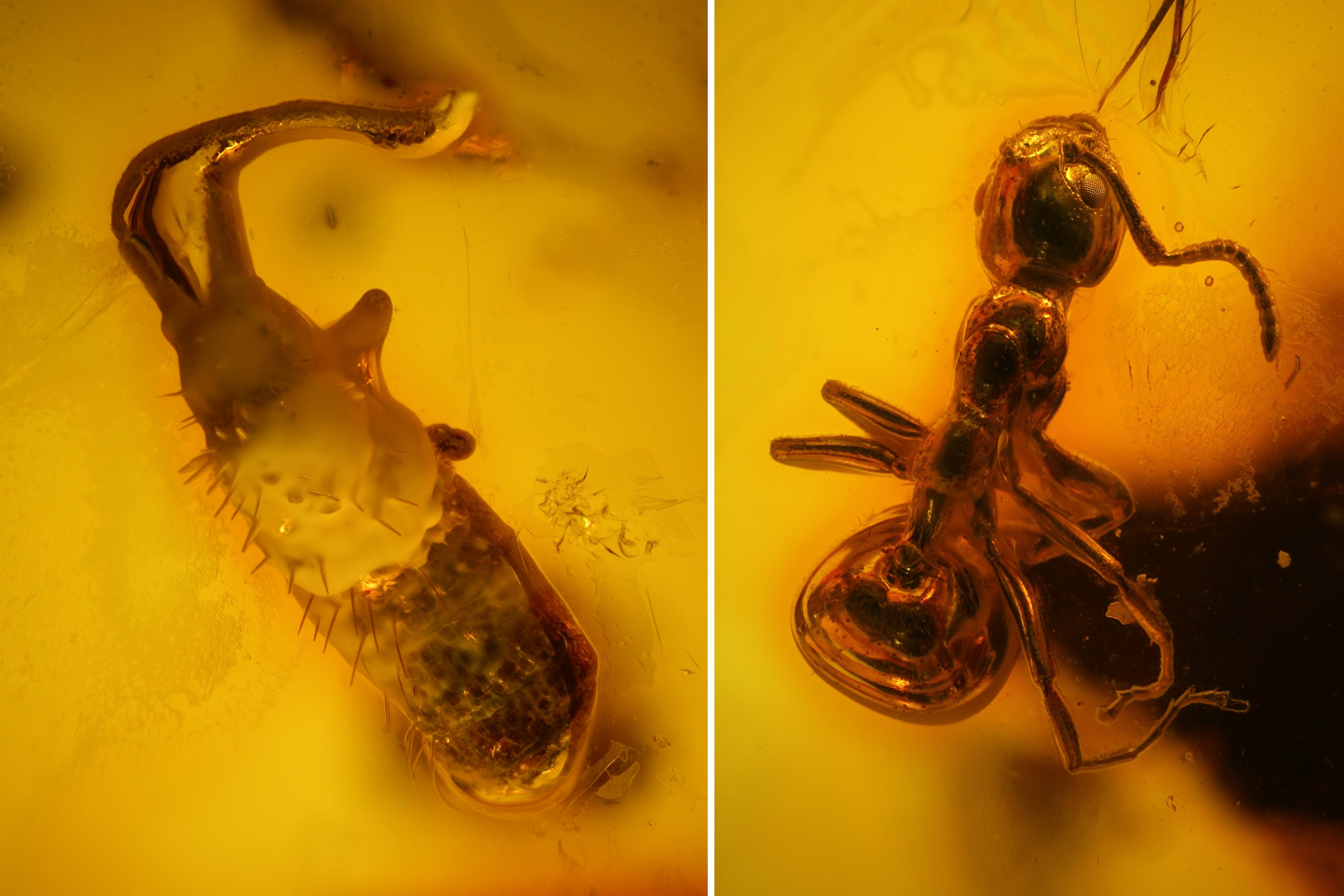 Detailed Fossil Ant and Springtail in Baltic Amber (#128349) For Sale ...