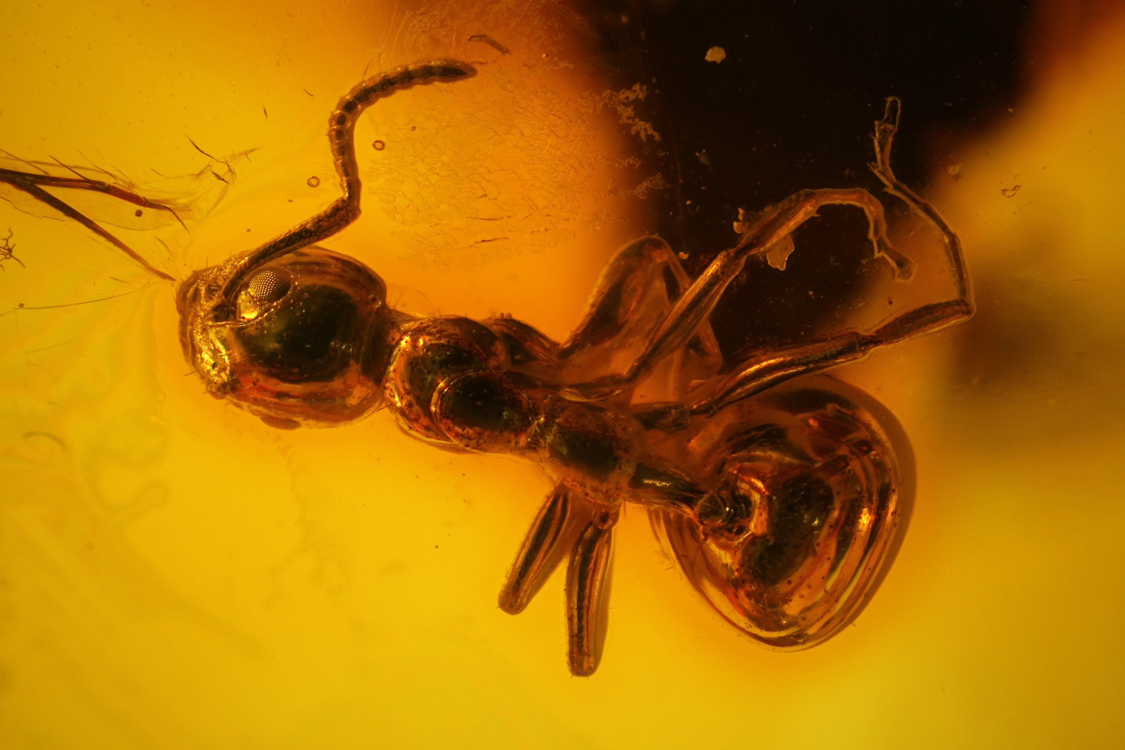 Detailed Fossil Ant and Springtail in Baltic Amber (#128349) For Sale ...