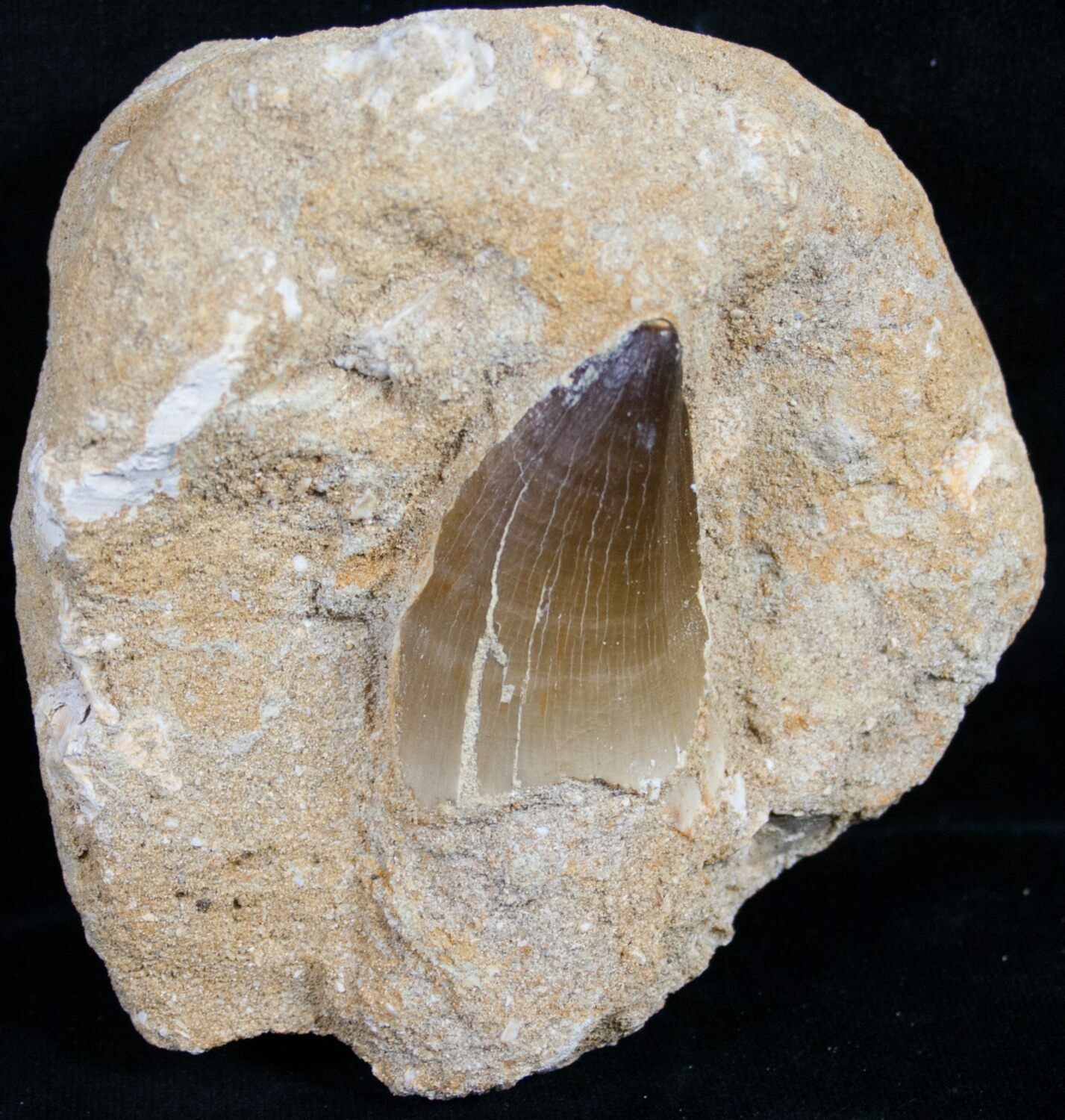 1.6" Long Mosasaurus Tooth In Matrix (#8971) For Sale - FossilEra.com