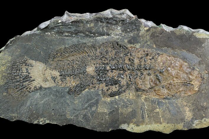 10" Eocene Fossil Fish (Cyclurus) - Messel Shale, Germany (#128779) For ...