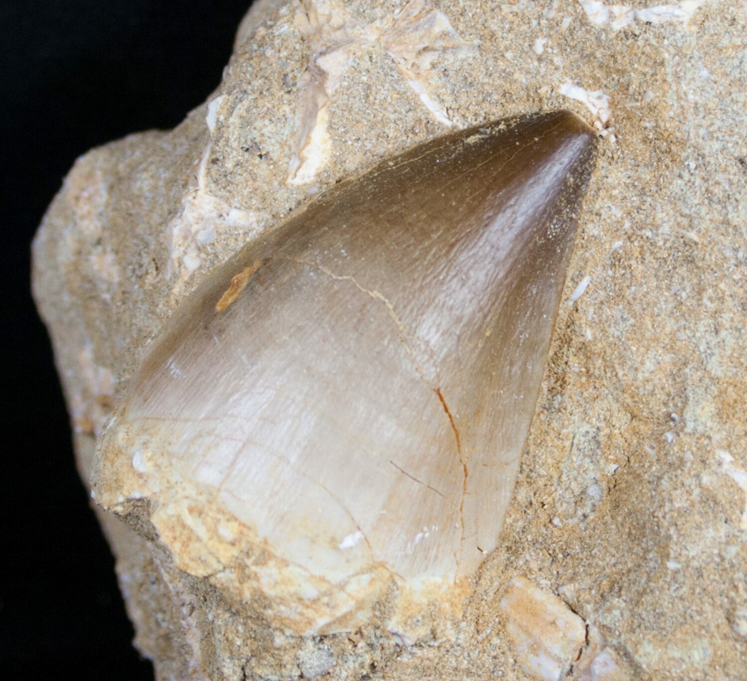 1.8" Long Mosasaurus Tooth In Matrix (#8972) For Sale - FossilEra.com