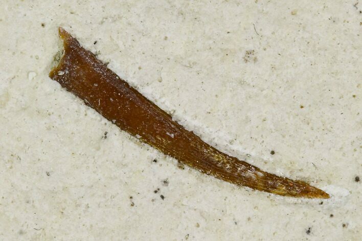 .43" Pterosaur (Rhamphorhynchus?) Tooth - Solnhofen Limestone, Germany ...
