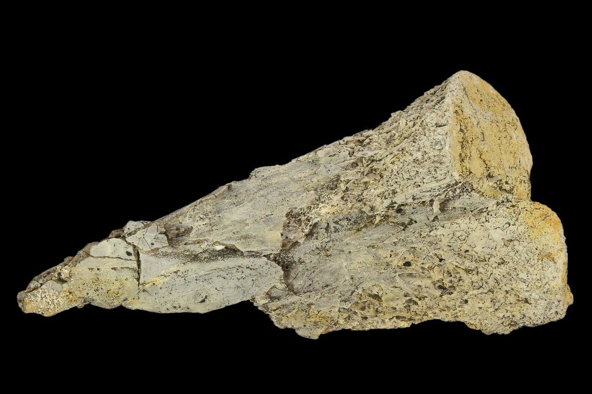 Pterosaurs Fossil