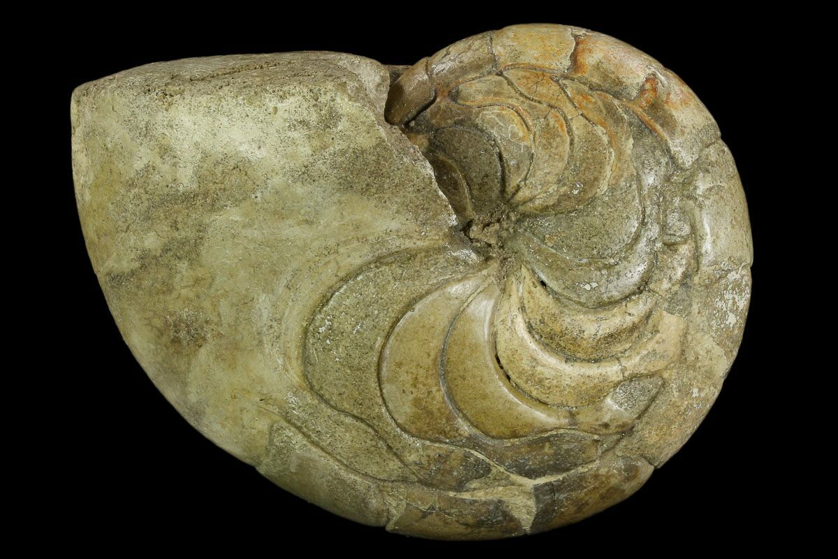 4.2" Fossil Nautilus (Aturia) - Boujdour, Morocco For Sale (#130639 ...