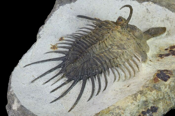 3.3" Psychopyge Trilobite With Short (Bitten?) Genal Spines (#131288 ...
