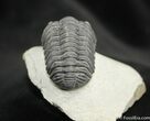 Arched 1 1/2 Inch Phacops Speculator Trilobite (#1519) For Sale ...