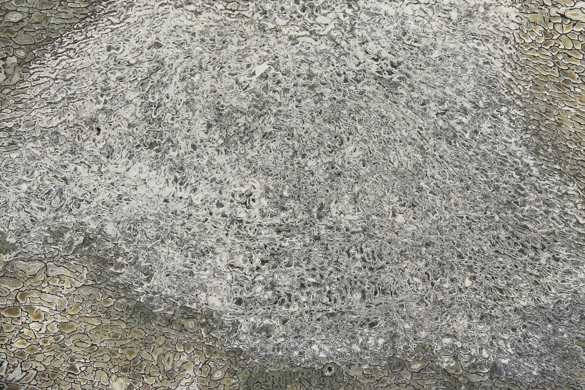 7.4" Pyritized, Polished Iguanodon Bone - Isle Of Wight (#131211) For ...