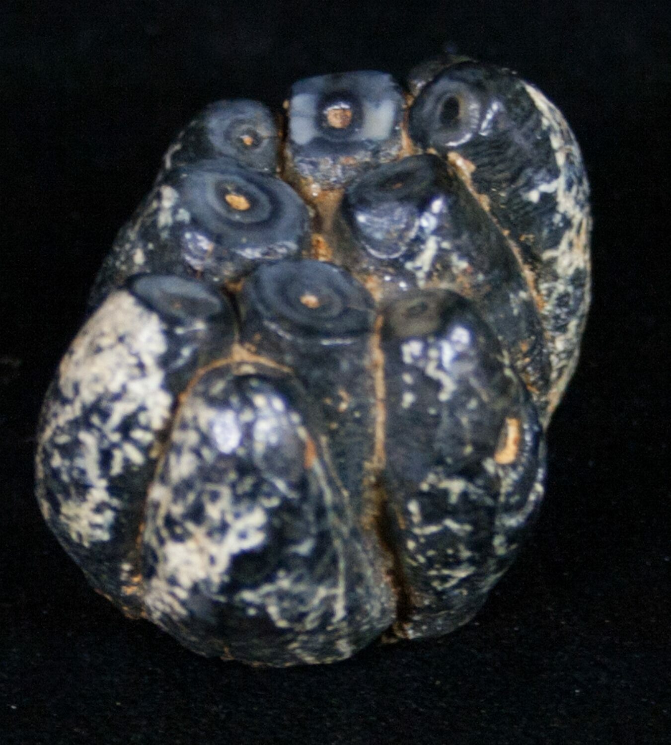 Rare Desmostylus Tooth (Hippo Like Animal) (#9352) For Sale - FossilEra.com