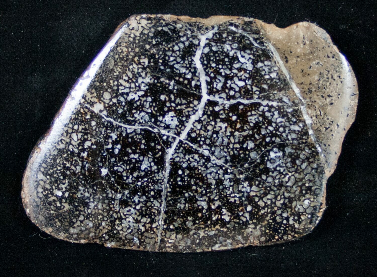 2.4x1.6" Polished Iguanodon Bone - Isle Of Wight (#9295) For Sale ...