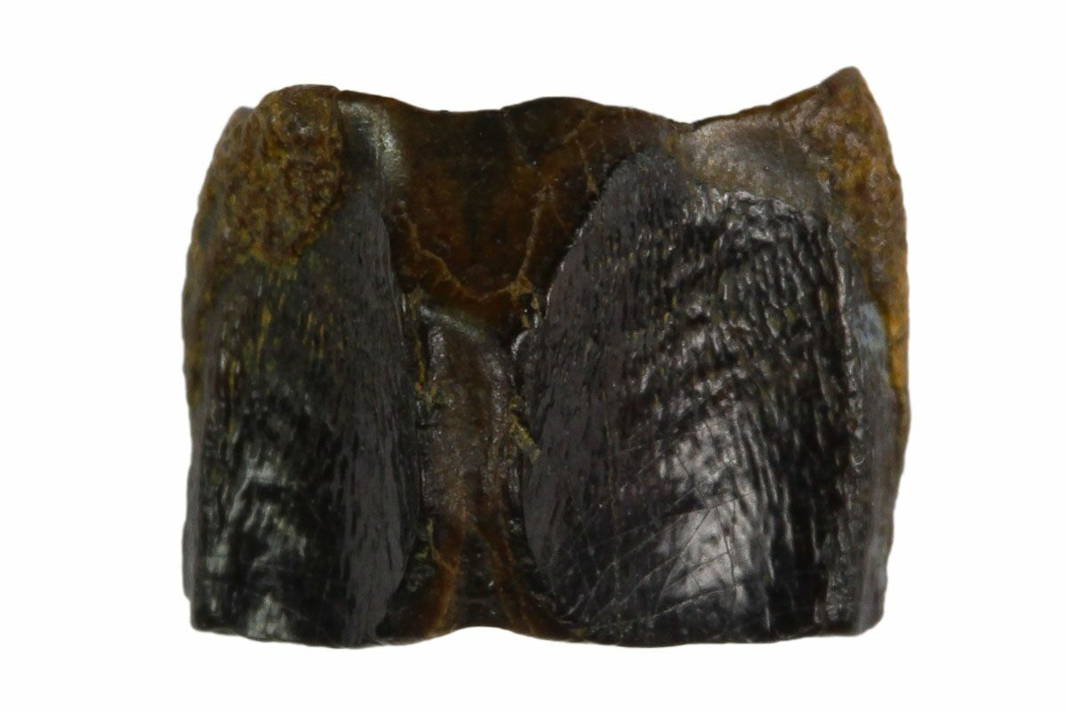 .25" Fossil Hadrosaur (Edmontosaurus) Shed Tooth- Montana (#128662) For ...