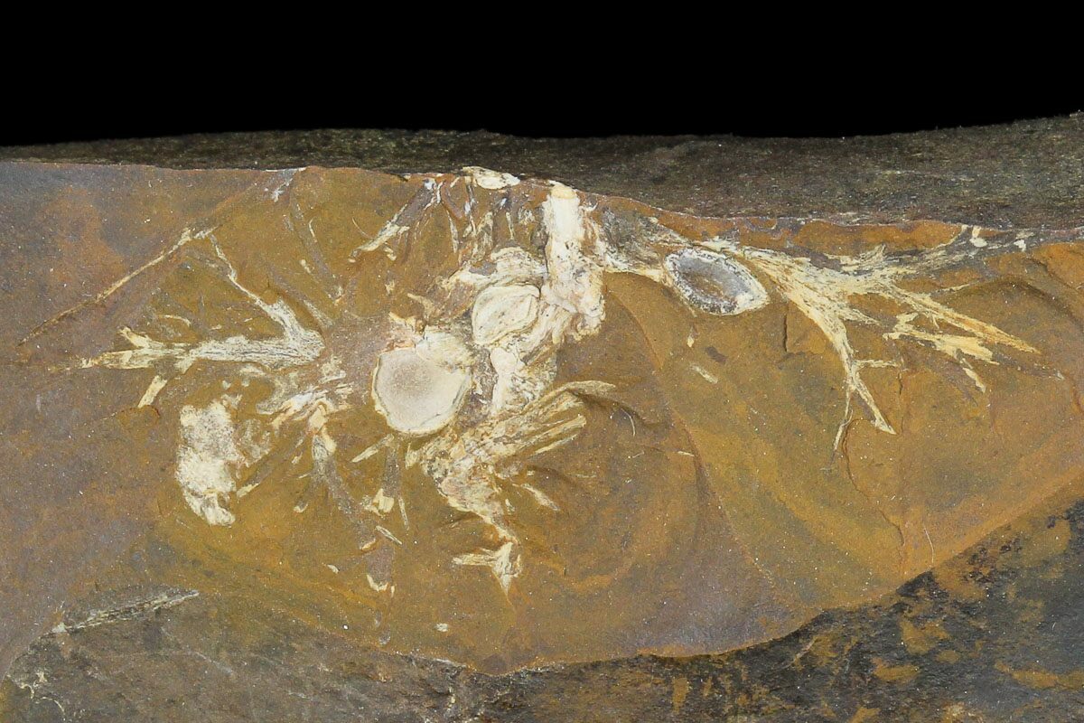 Paleocene Fossil Seed Pod Cluster - North Dakota (#133026) For Sale ...