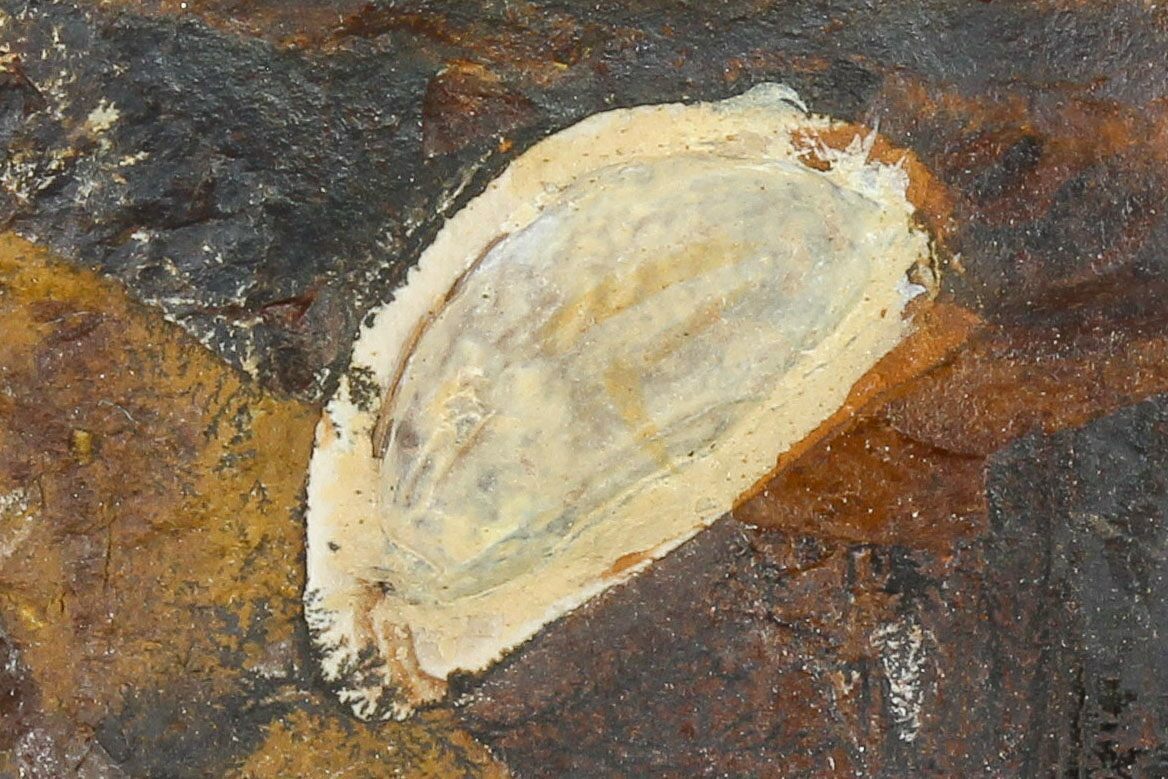 .55" Paleocene Fossil Seed Pod - North Dakota (#133041) For Sale ...