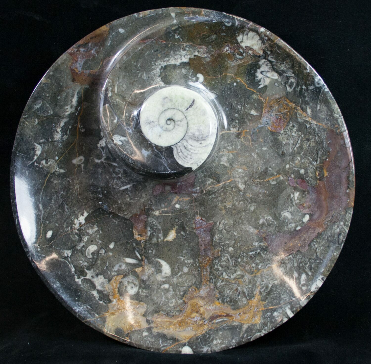 10" Goniatite Fossil Serving Bowl (#9406) For Sale - FossilEra.com