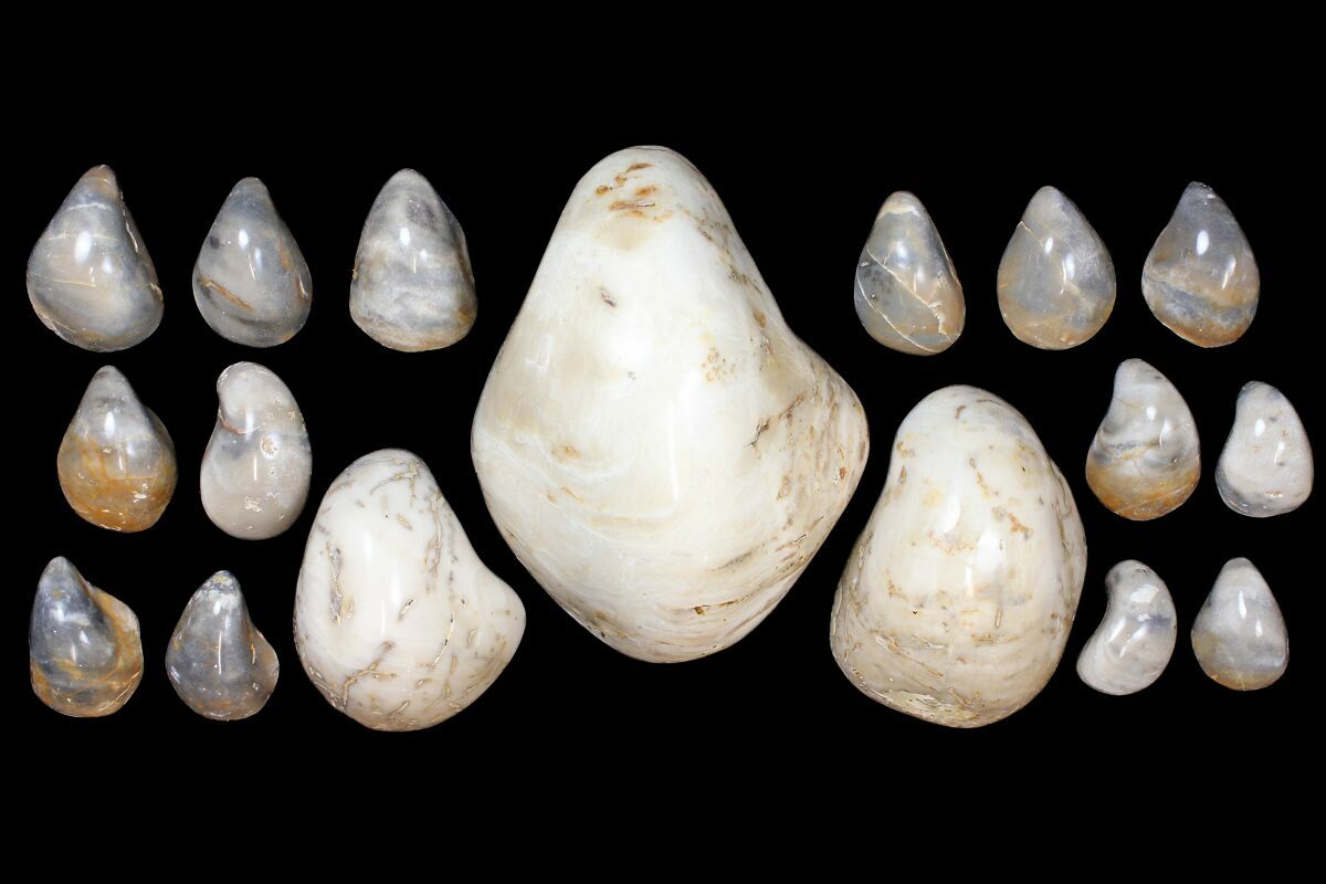 Wholesale Lot: Polished, Fossil Oyster Shells - ~175 Pieces For Sale ...