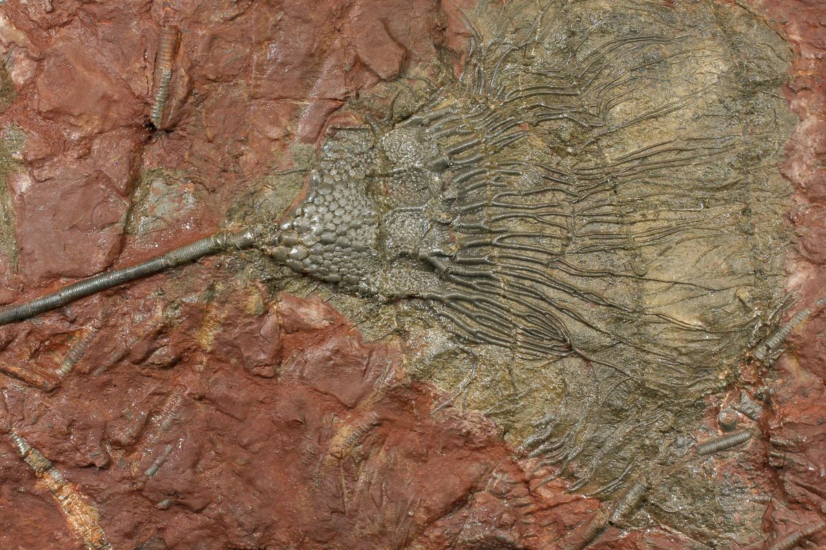 17.1" Silurian Fossil Crinoid (Scyphocrinites) Plate - Morocco (#134276 ...