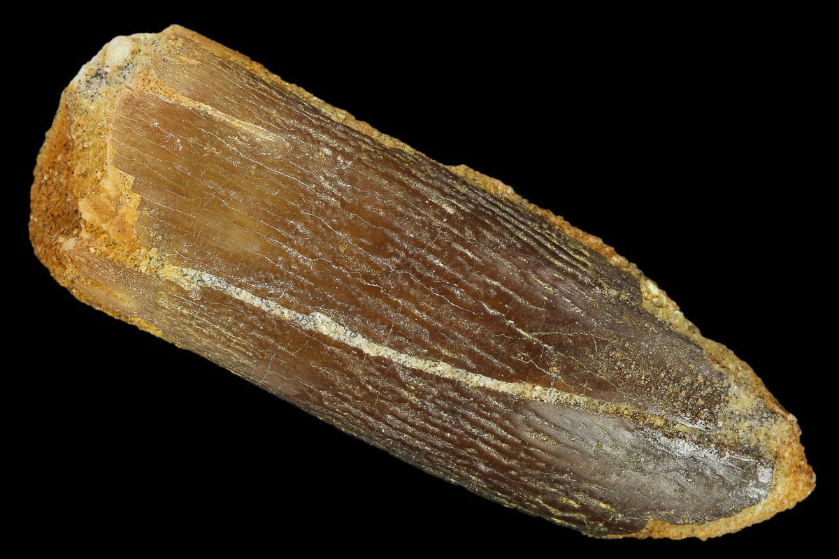 1.88" Fossil Sauropod Dinosaur (Titanosaur) Tooth - Morocco (#134396 ...