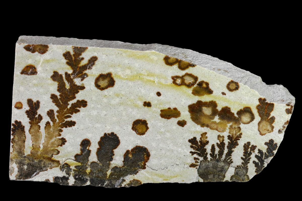 5.9" Slab of Dendrites on Limestone - Utah (#134823) For Sale ...