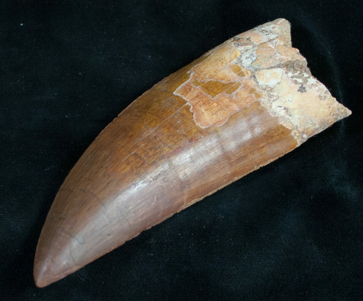 Huge 4.43" Carcharodontosaurus Tooth For Sale (#9462) - FossilEra.com