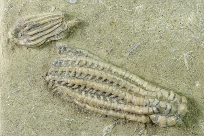 Two Fossil Crinoids (Histocrinus & Macrocrinus) - Indiana (#135629) For ...