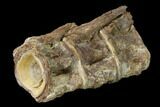 2.6" Fossil Fish (Ichthyodectes) Dorsal Vertebrae - Kansas (#136474 ...