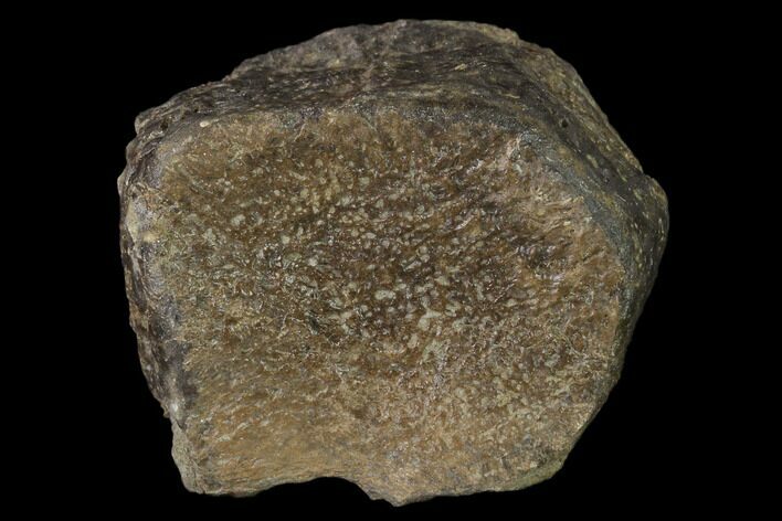 2" Fossil Ichthyosaur (Opthalmosaurus) Flipper Digit - England (#136743 ...