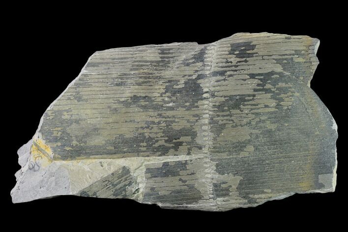 8.4" Pennsylvanian Horsetail (Calamites) Fossil - Kentucky (#137715 ...