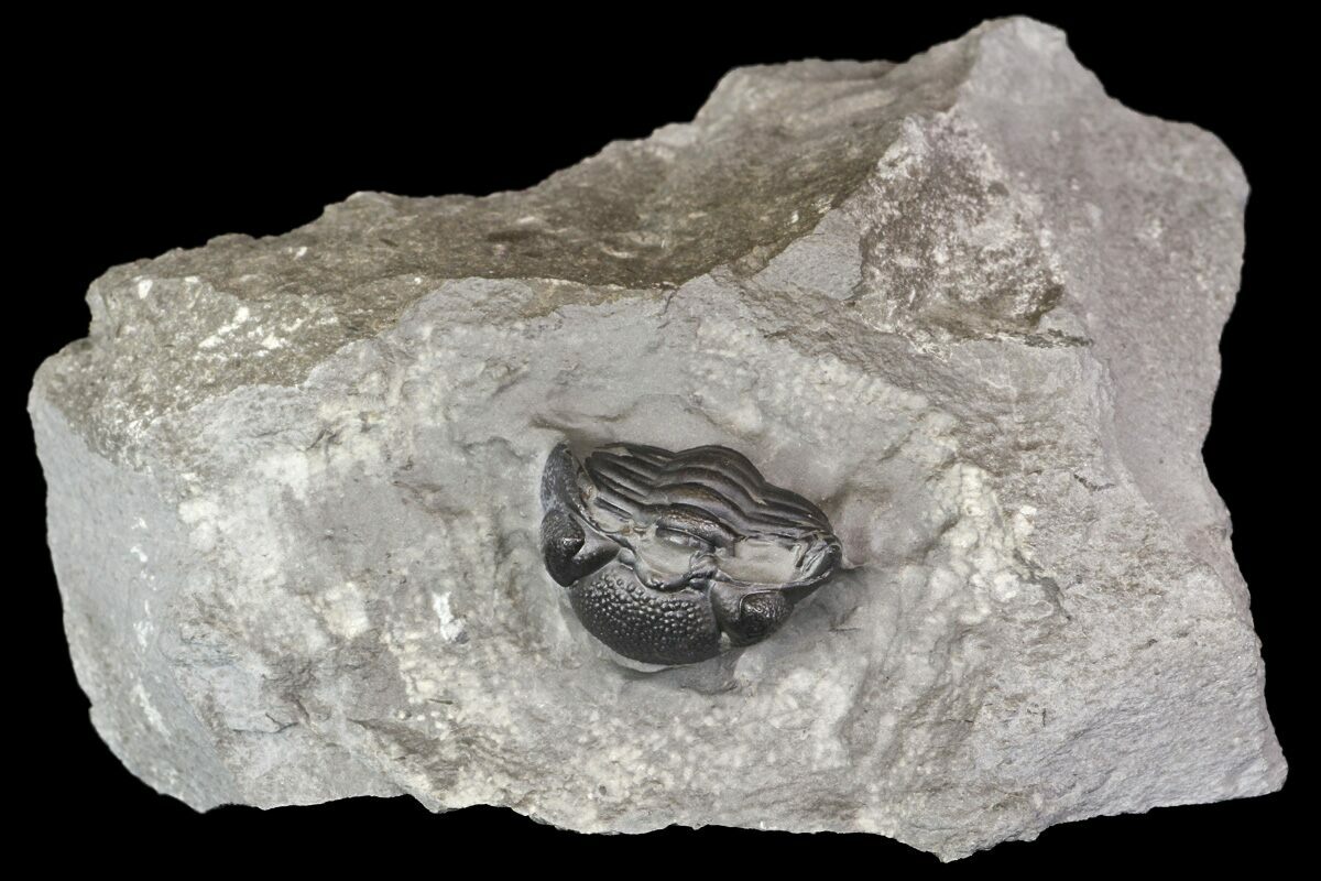 Bargain, .6" Eldredgeops Trilobite Fossil - New York (#138801) For Sale ...